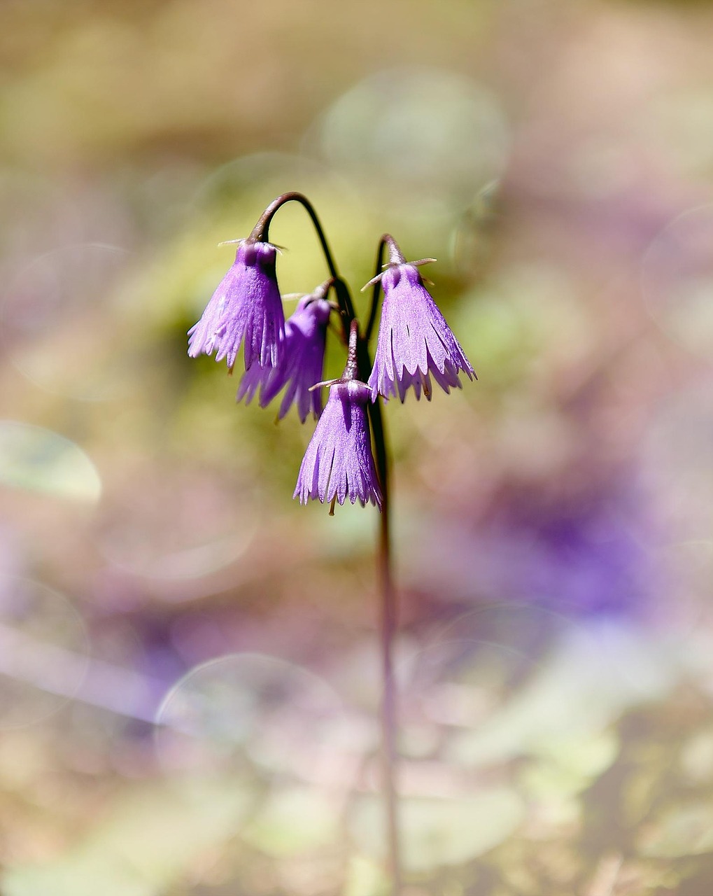 Wildflower Forest Flower - Free photo on Pixabay