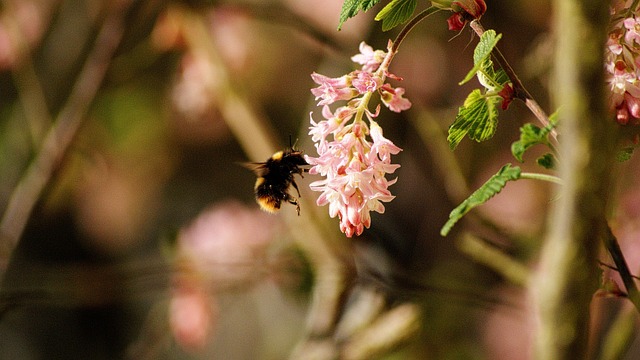 Flores De Grosella Bourdon - Foto gratis en Pixabay - Pixabay