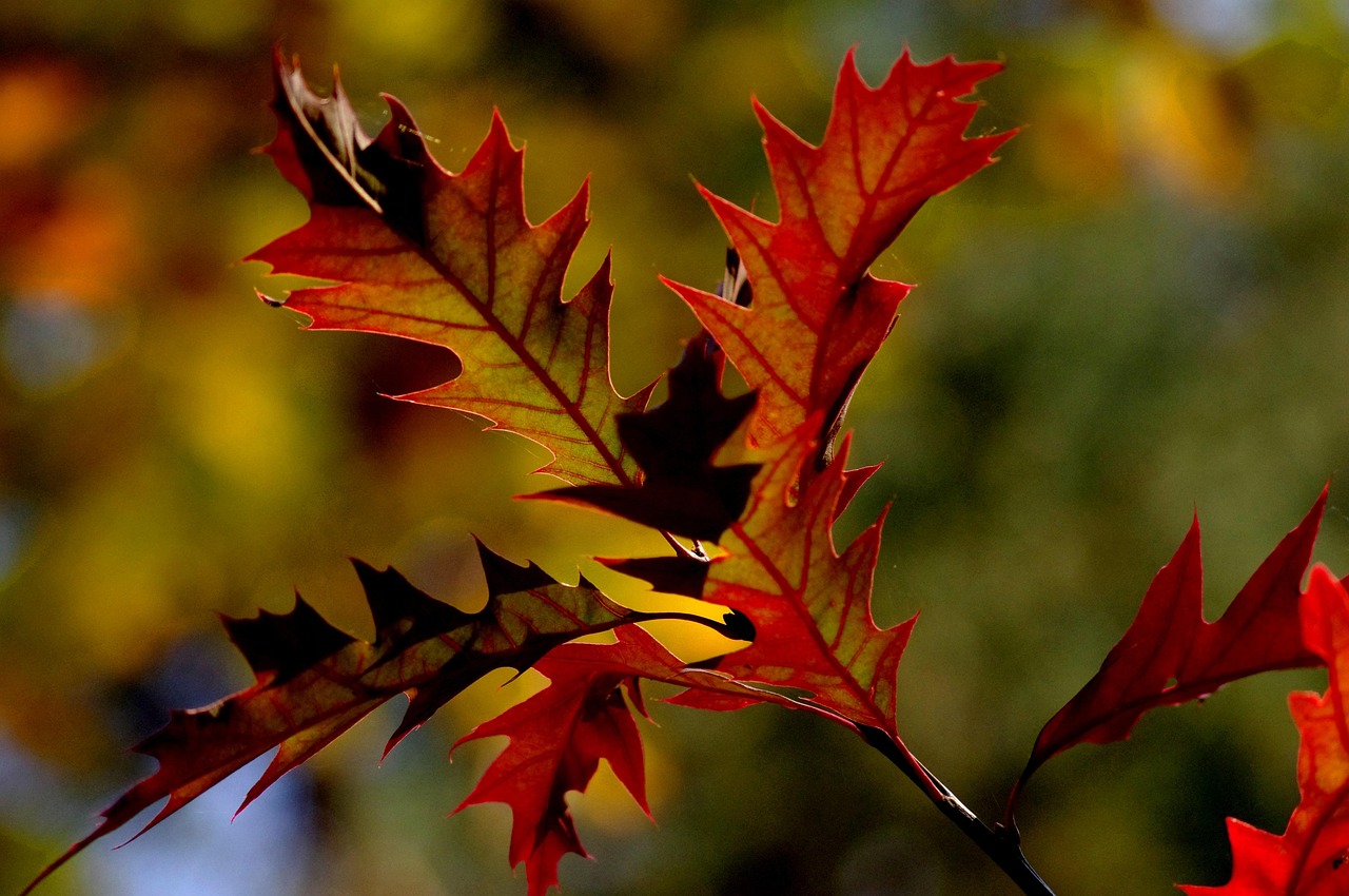 Hoja Otoño Rojo - Foto gratis en Pixabay - Pixabay