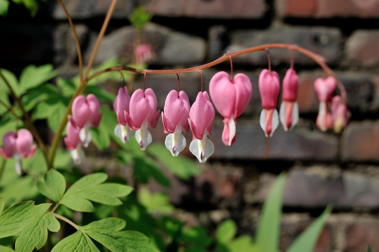 1,400,000+ Free Nature In May & May Images - Pixabay