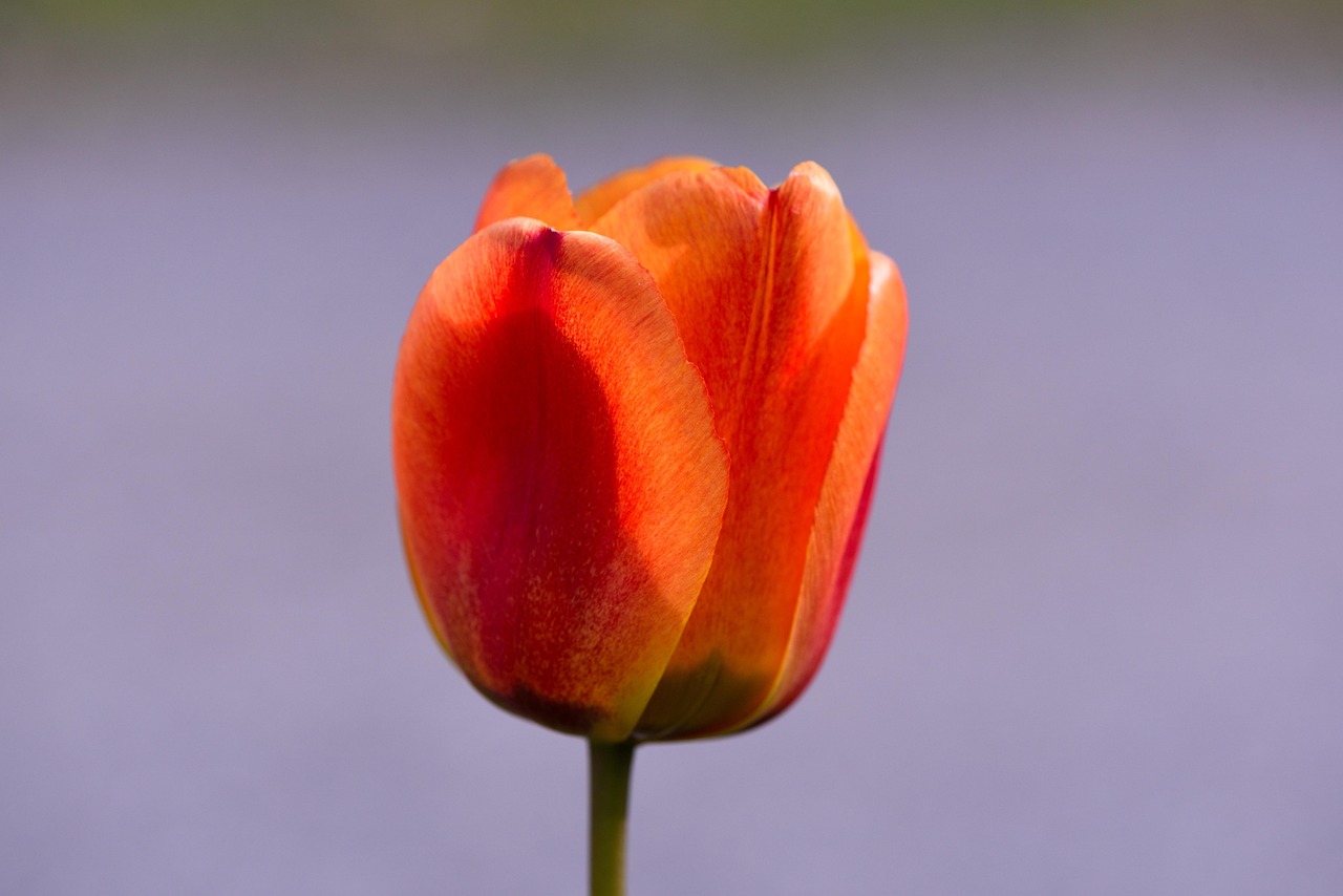 Tulipán Flor Cortada De - Foto gratis en Pixabay - Pixabay