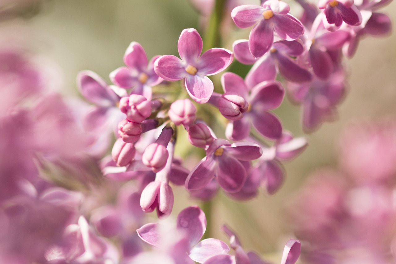 Lilac Flowers Umbels Syringa - Free photo on Pixabay - Pixabay