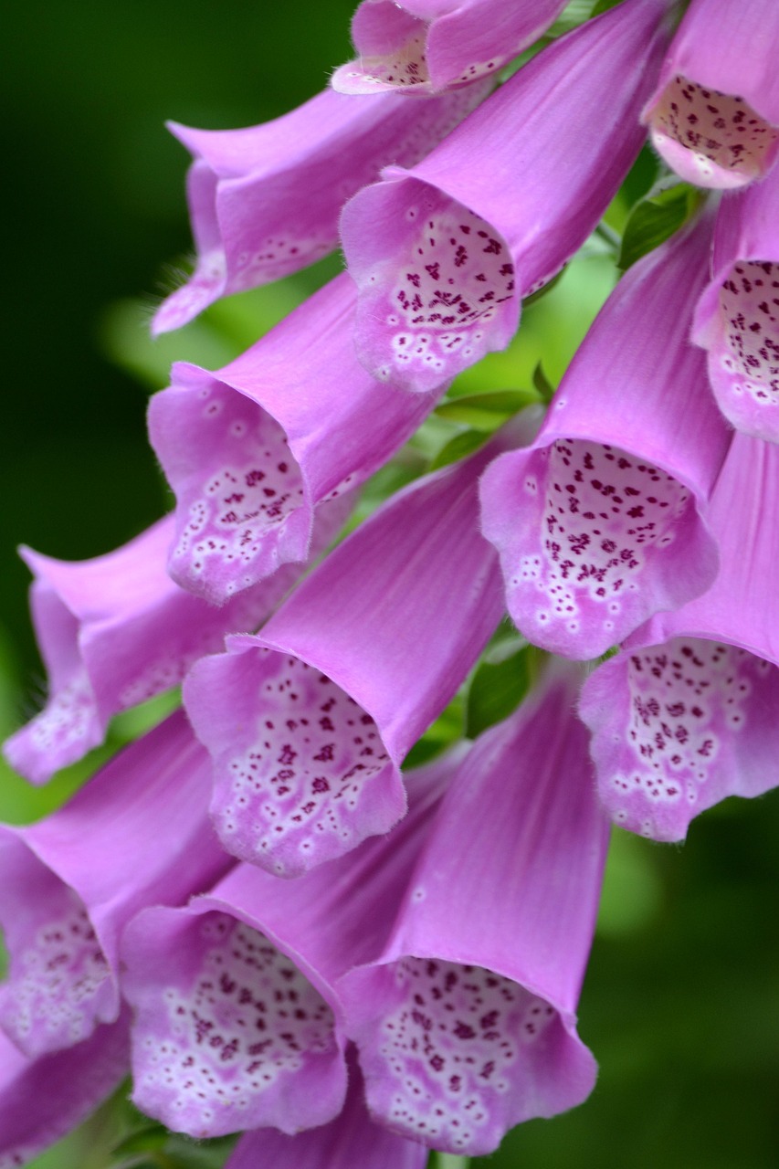 300+ Free Foxgloves & Nature Images - Pixabay
