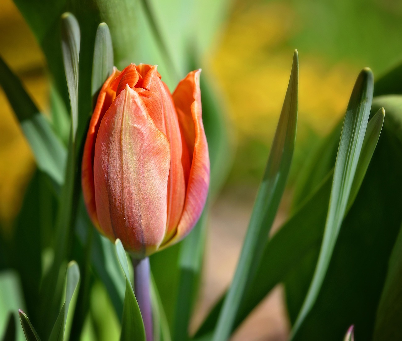 Tulipe Orange Fleur - Photo gratuite sur Pixabay - Pixabay