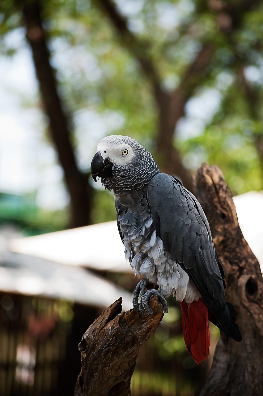 Perroquet Afrique Nature - Photo gratuite sur Pixabay - Pixabay