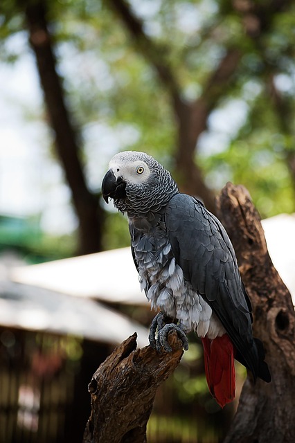 Perroquet Afrique Nature - Photo gratuite sur Pixabay - Pixabay