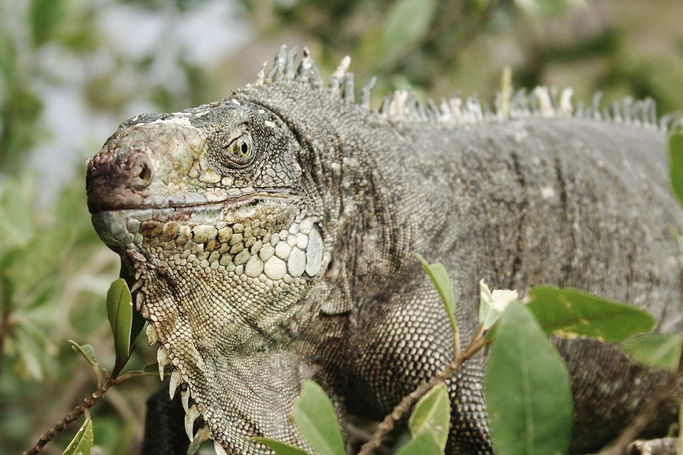 Iguana Animal Reptil - Foto gratis en Pixabay - Pixabay