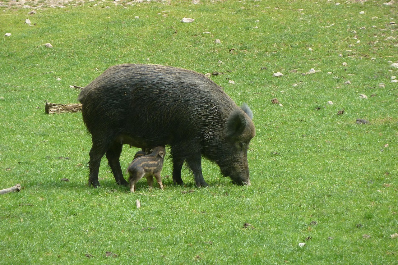 90+ Free Wildschwein Frischling & Wild Boar Images - Pixabay