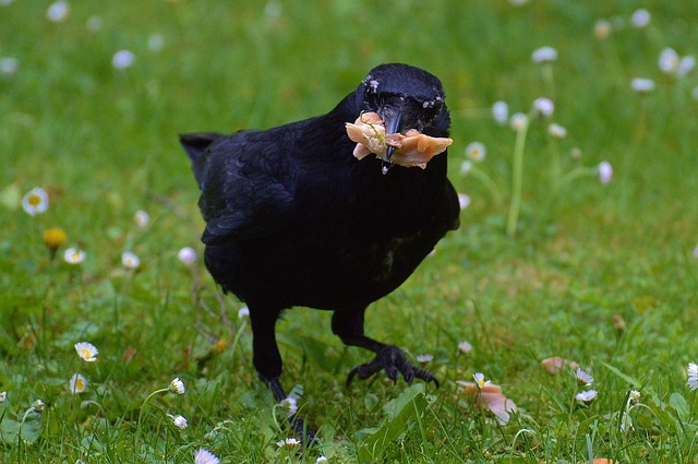 Crow Raven Bird Black - Free photo on Pixabay - Pixabay