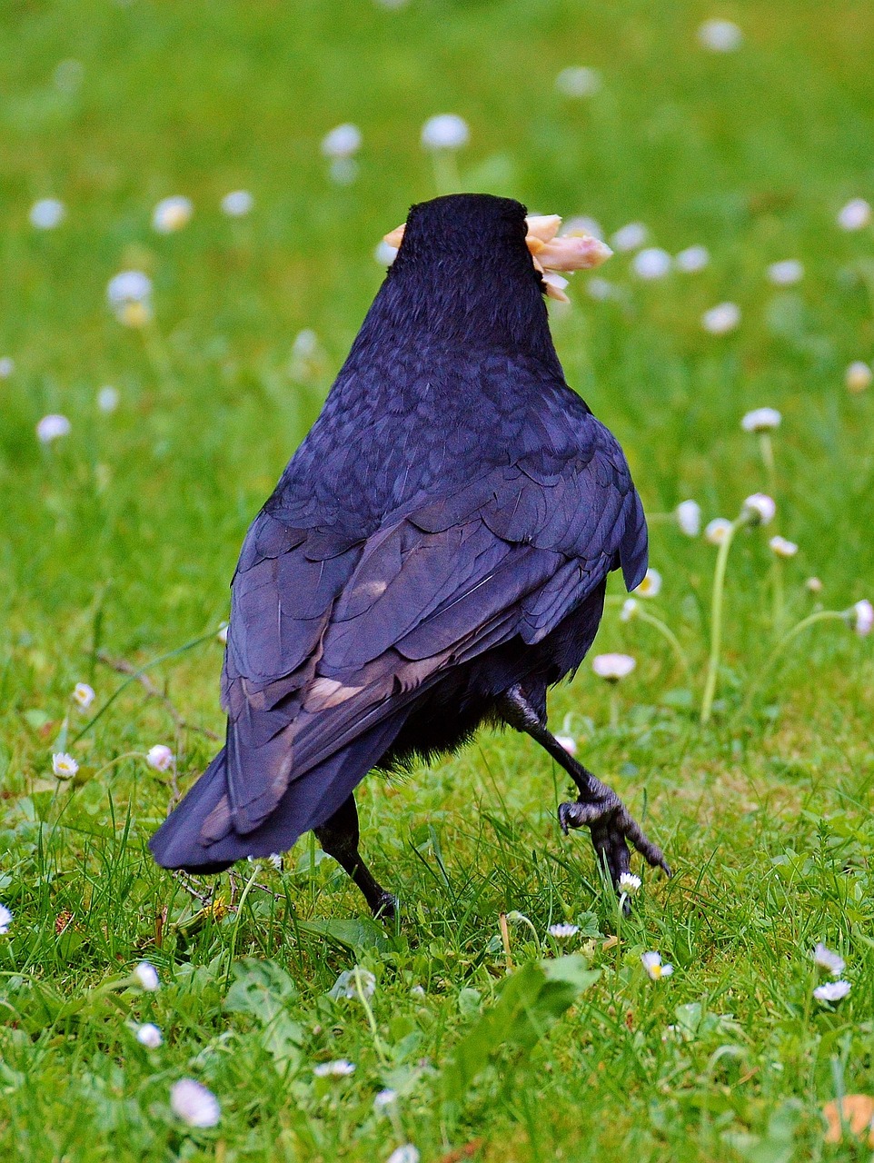Burung Gagak Hitam Paruh - Foto gratis di Pixabay - Pixabay