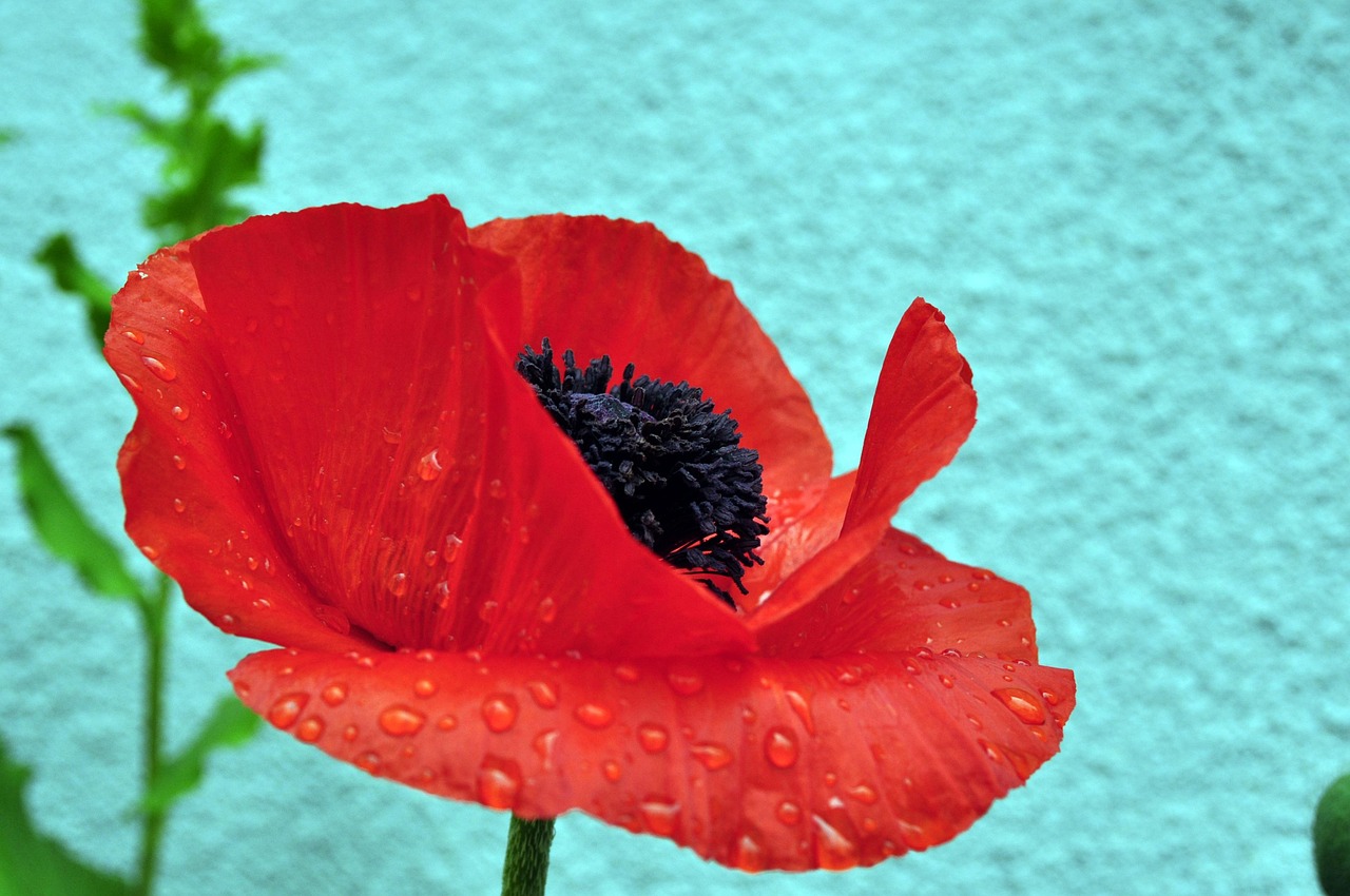 Flower Red Poppy - Free photo on Pixabay
