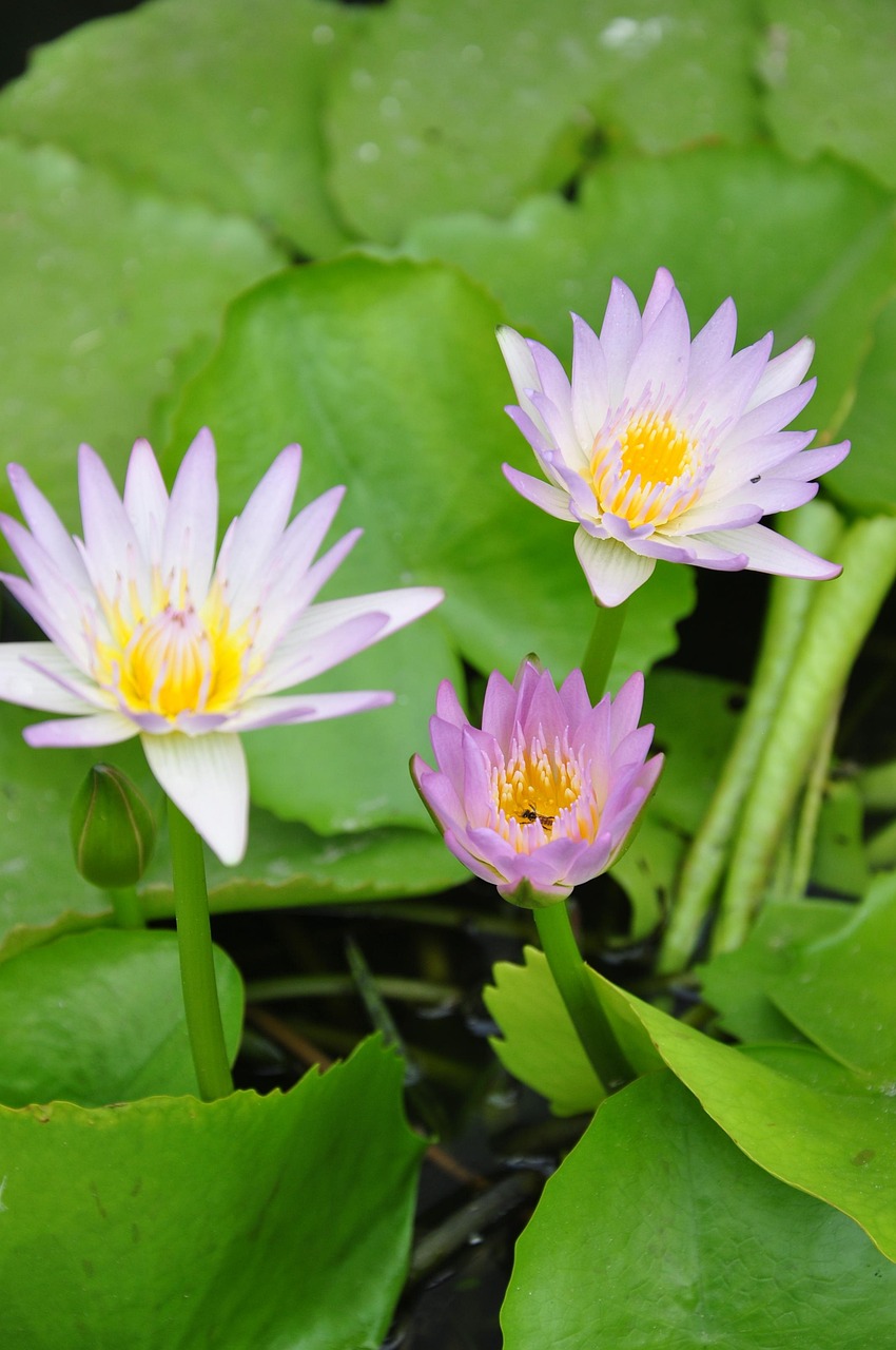 Warna Lotus Teratai - Foto gratis di Pixabay - Pixabay