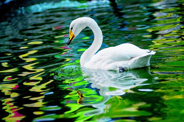 Svane Smuk - Gratis foto på Pixabay