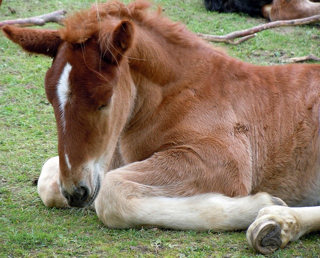 Foal Animal Child - Free photo on Pixabay - Pixabay