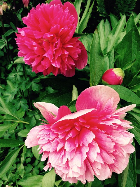 Peony Flower Plant - Free photo on Pixabay