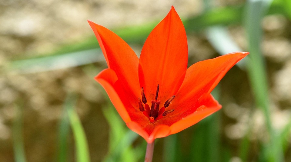 Bintang Tulip Bunga Mekar - Foto gratis di Pixabay - Pixabay