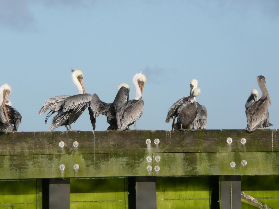 Pelicans Bird Clean - Free photo on Pixabay