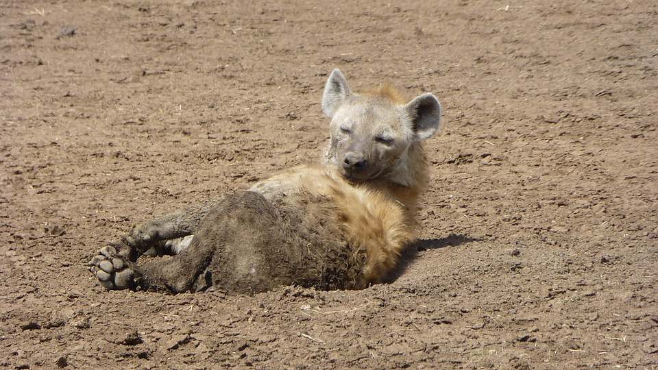 Hyena Animal Portrait Africa - Free photo on Pixabay
