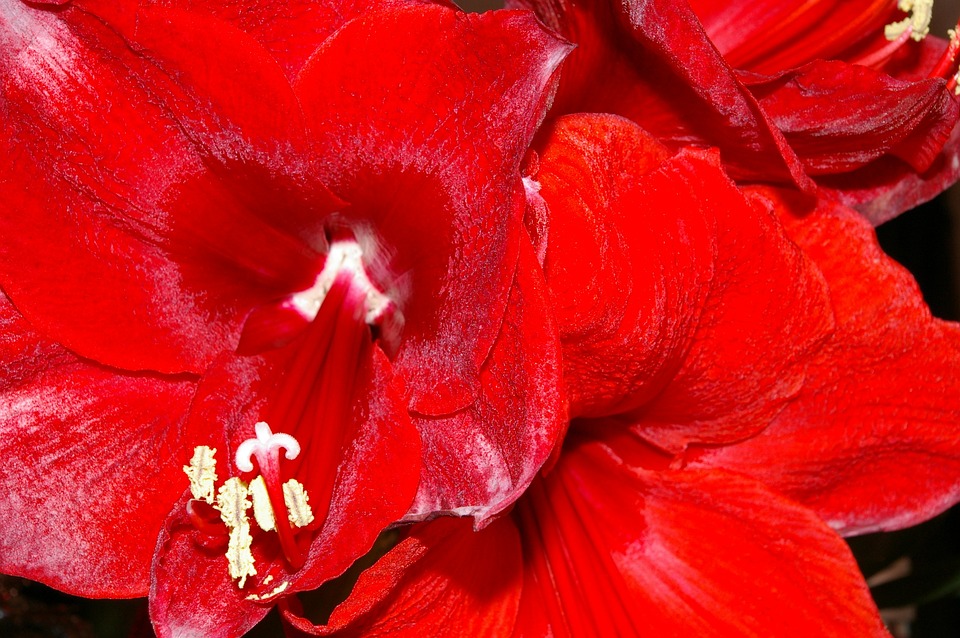 Amarillis Blossoms Close Up - Free photo on Pixabay - Pixabay