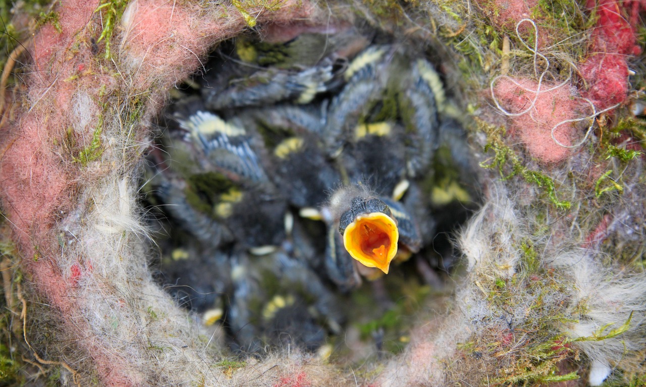 Nido De Pájaro Polluelo Gran Tit - Foto gratis en Pixabay - Pixabay