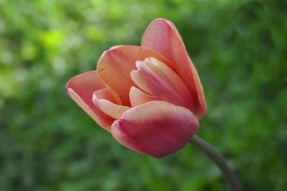 Tulipán Flor Cortada De - Foto gratis en Pixabay - Pixabay