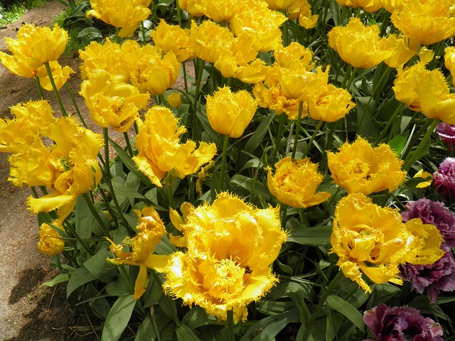 Tulpen Gelb Garten - Kostenloses Foto auf Pixabay