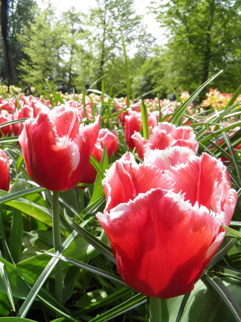Tulipanes Naturaleza Planta - Foto gratis en Pixabay - Pixabay