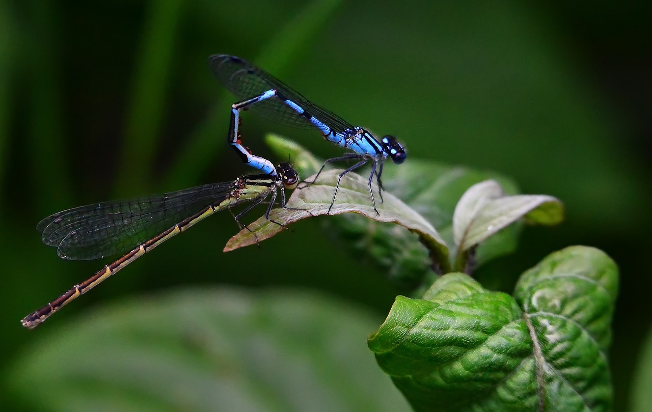 Dragonflies Young Ladies Nature - Free photo on Pixabay - Pixabay