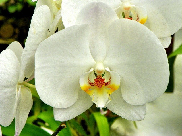 Plante Fleur Jardin - Photo gratuite sur Pixabay