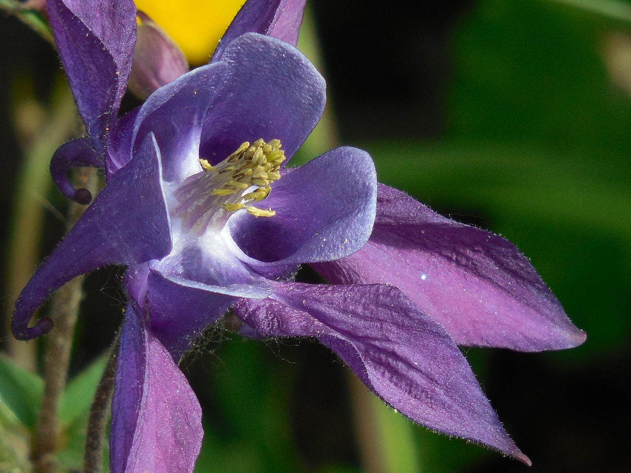 Columbine Flor Planta - Foto gratis en Pixabay - Pixabay