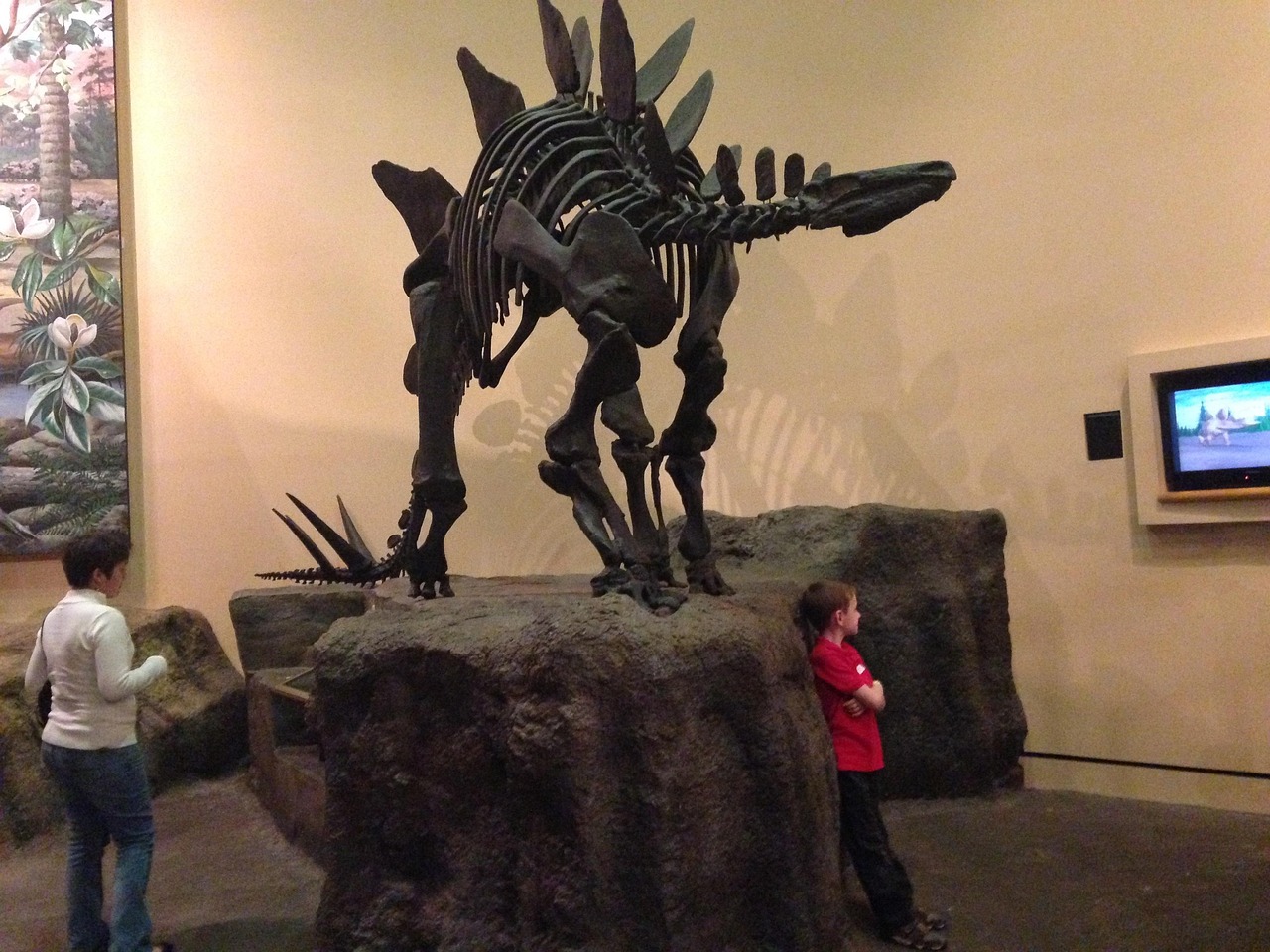 Stegosaurus Museum Skeleton Free Photo On Pixabay