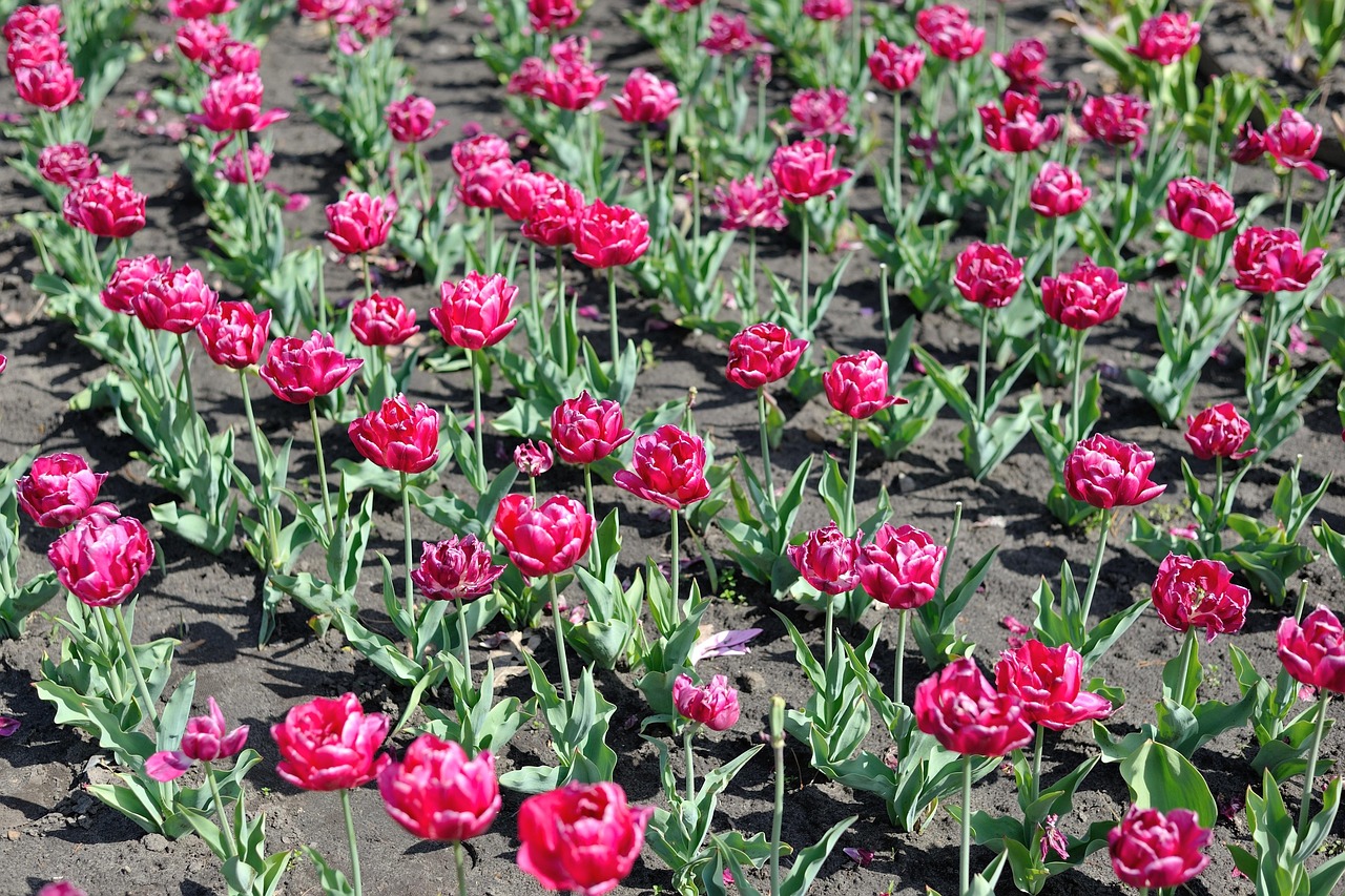Tulip Bunga-Bunga Alam - Foto gratis di Pixabay - Pixabay