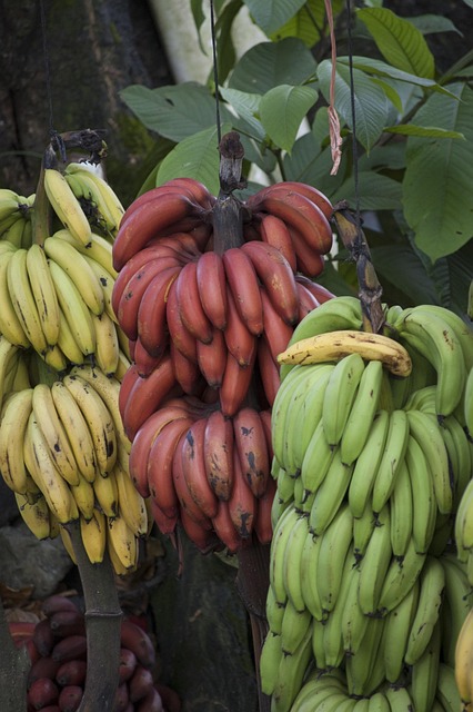 Plátano Costa Rica Tropical - Foto gratis en Pixabay - Pixabay