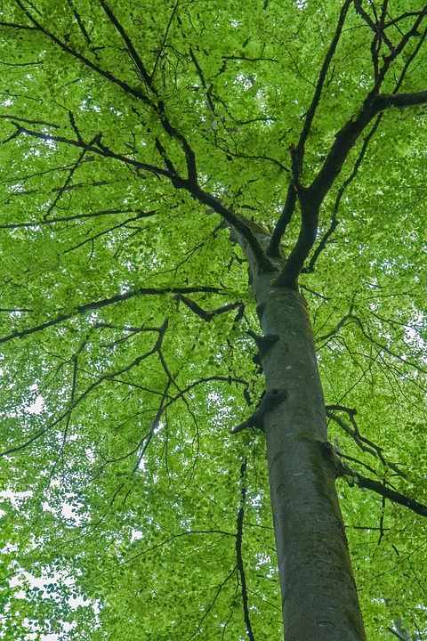 Buche Frühling Baum - Kostenloses Foto auf Pixabay - Pixabay