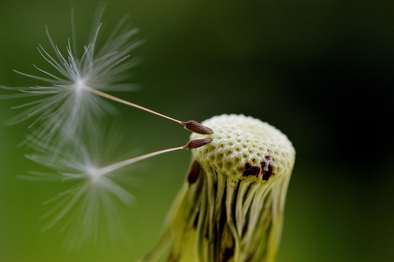 2.000+ kostenlose Pusteblume und Löwenzahn-Bilder - Pixabay