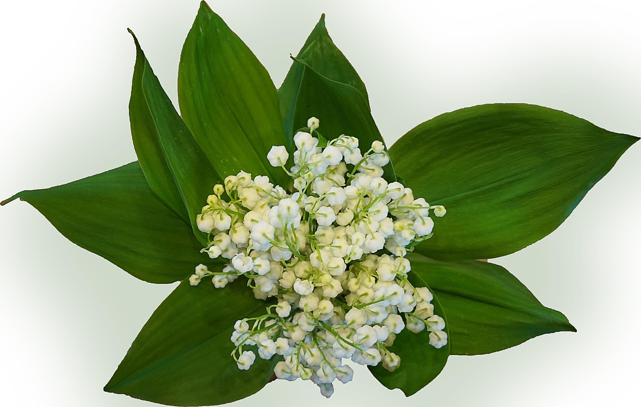 Lily Of The Valley Flower Ostrich - Free photo on Pixabay