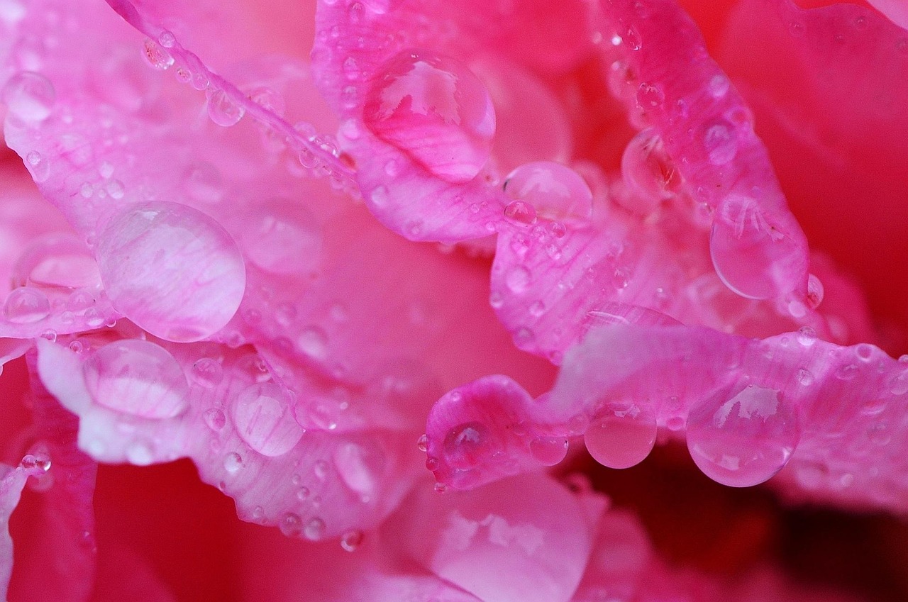 3,000+ Free Peony & Nature Photos - Pixabay