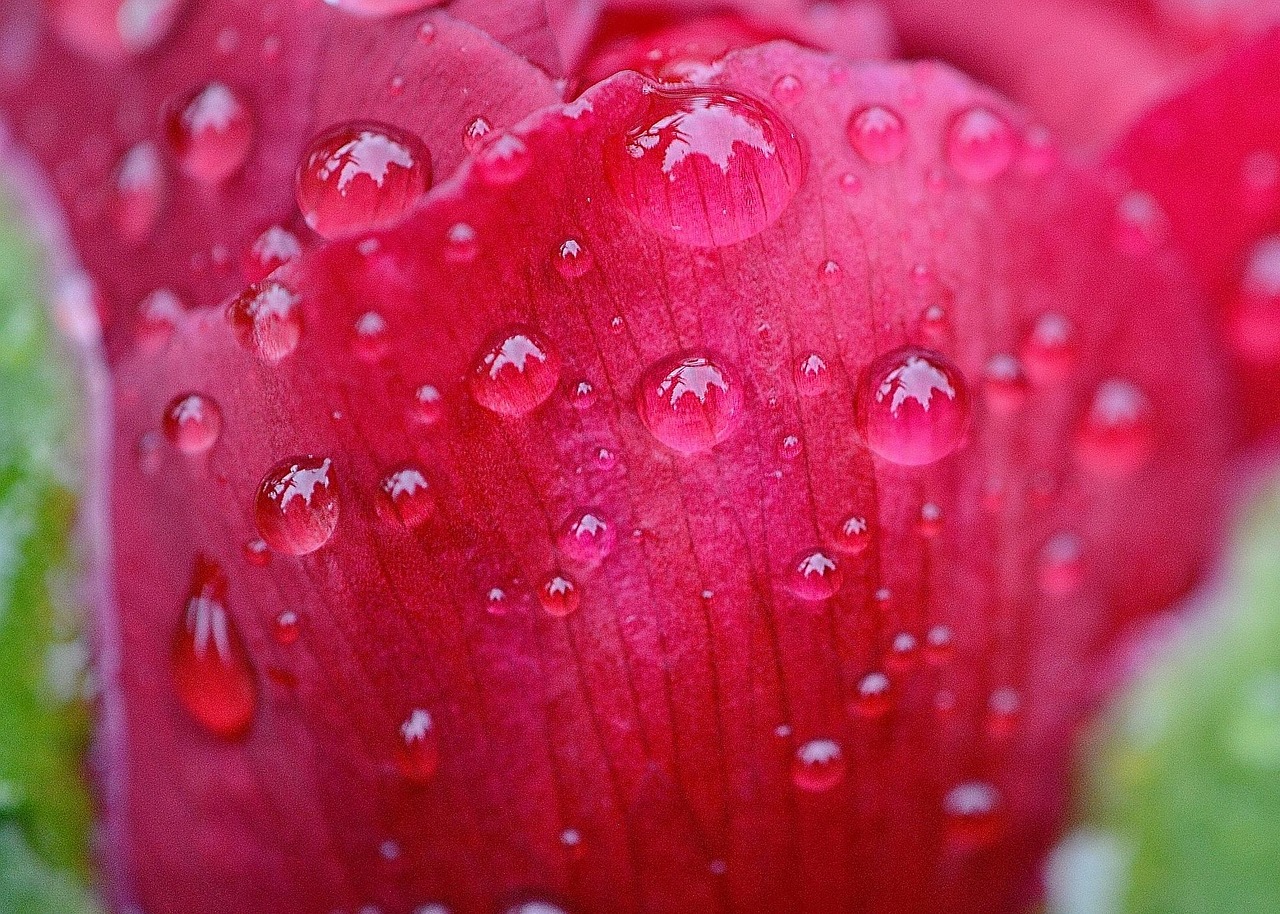 3,000+ Free Peony & Nature Photos - Pixabay
