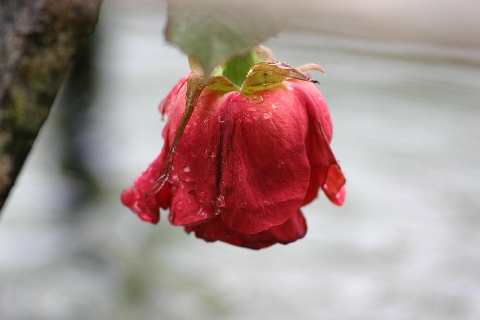 Rose L'Eau Plante - Photo gratuite sur Pixabay - Pixabay