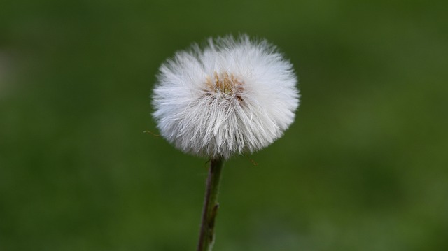 Pusteblume Blume Samen - Kostenloses Foto auf Pixabay - Pixabay
