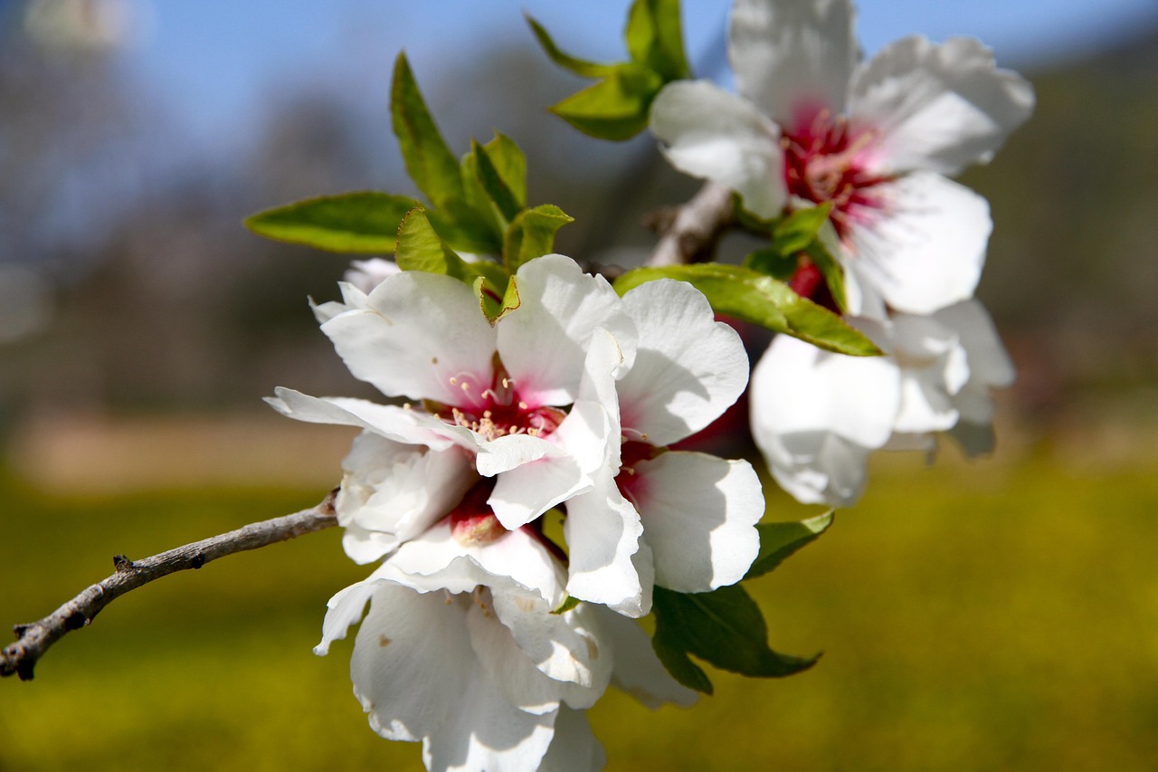 Pohon Almond Bunga - Foto gratis di Pixabay