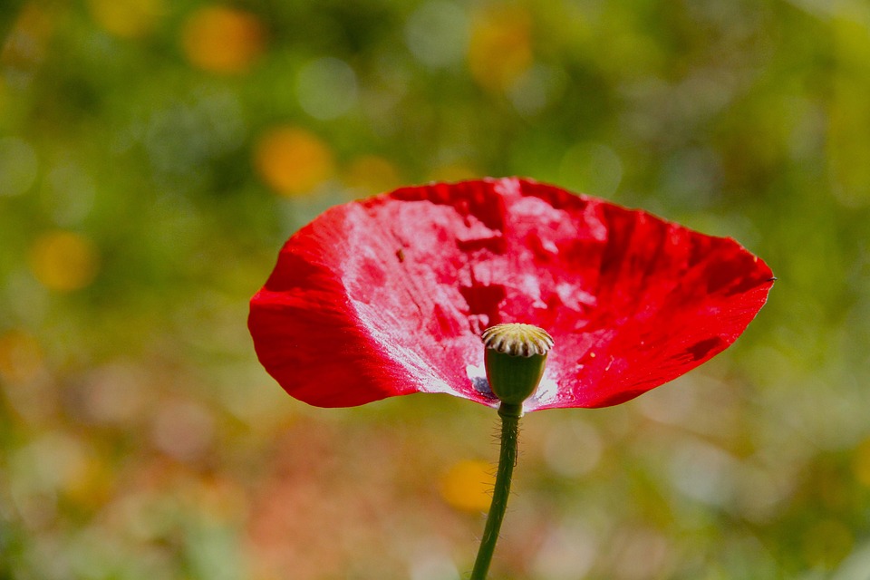 Poppy Flower - Free photo on Pixabay - Pixabay