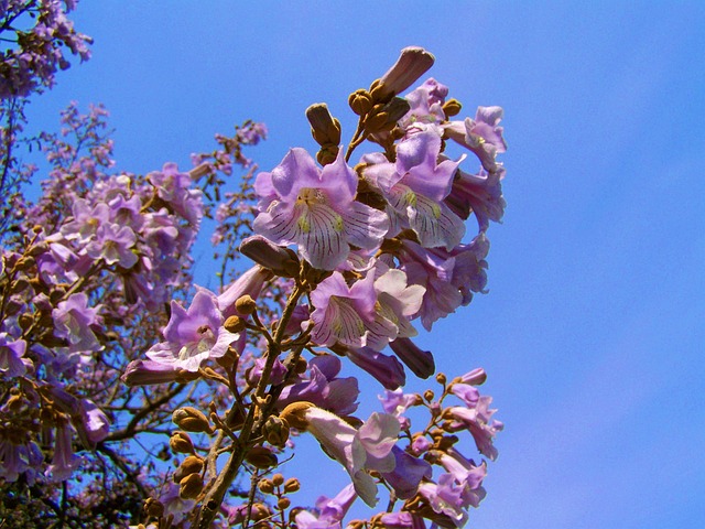 Flowering Emperor Tree Purple - Free photo on Pixabay - Pixabay