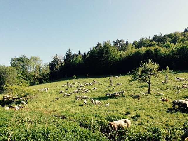 Sheep Field Meadow - Free photo on Pixabay - Pixabay