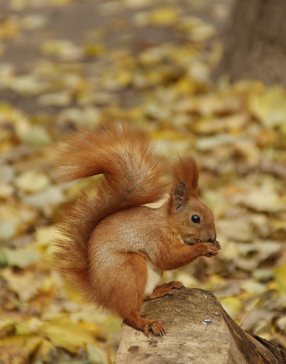 Roedor Naturaleza En El Parque - Foto gratis en Pixabay - Pixabay