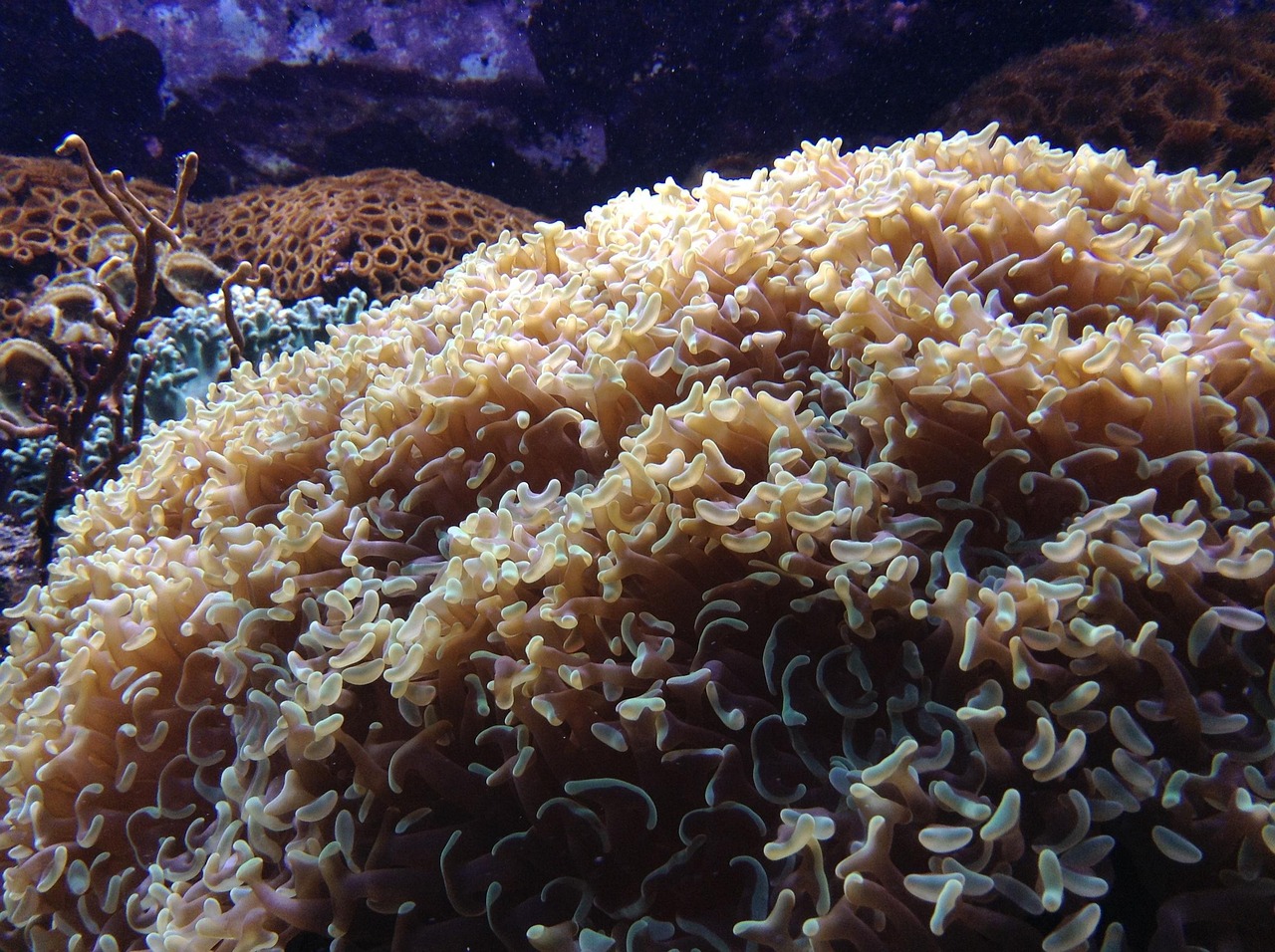 Corales Naturaleza Fotografía - Foto gratis en Pixabay - Pixabay