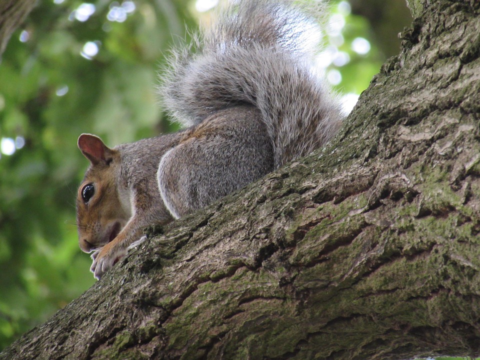 Squirrel Tree Nature - Free photo on Pixabay - Pixabay