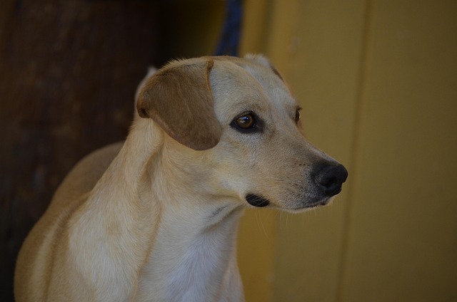 Cachorro Atento - Foto gratuita no Pixabay - Pixabay