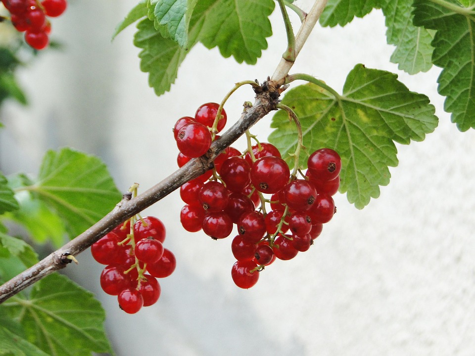 Currant Fruit Garden Berry - Free photo on Pixabay - Pixabay