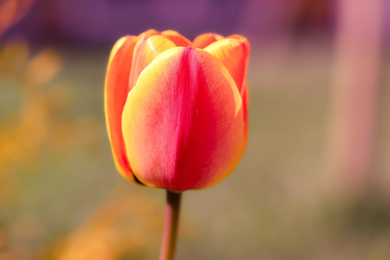 Tulipe Fleur Orange Jaune De - Photo gratuite sur Pixabay - Pixabay